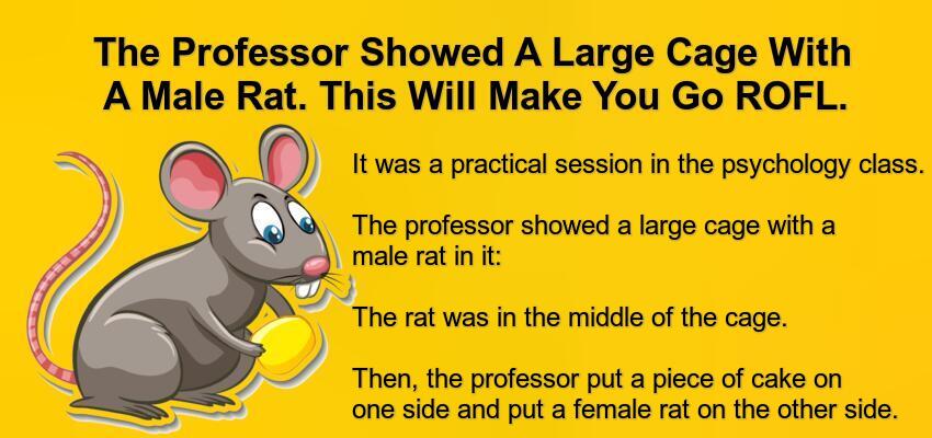 The Professor Showed A Large Cage With A Male Rat.