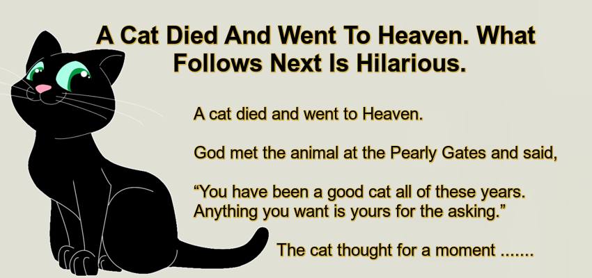 A Cat Died And Went To Heaven.
