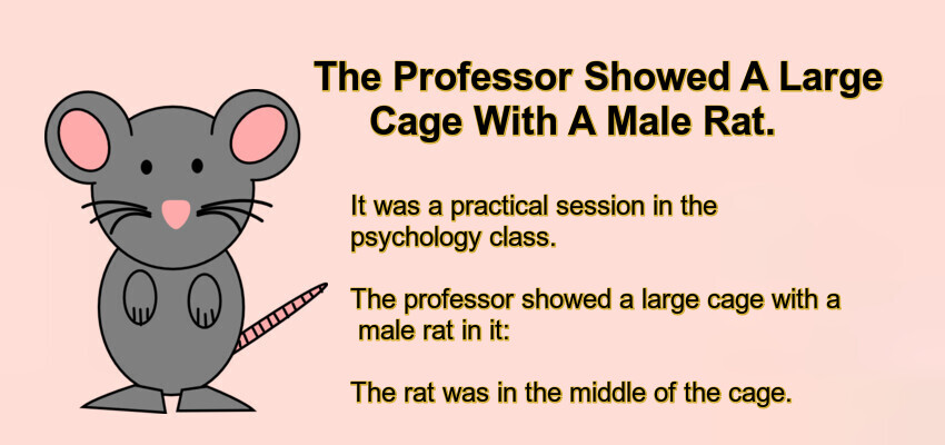 The Professor Showed A Large Cage With A Male Rat.